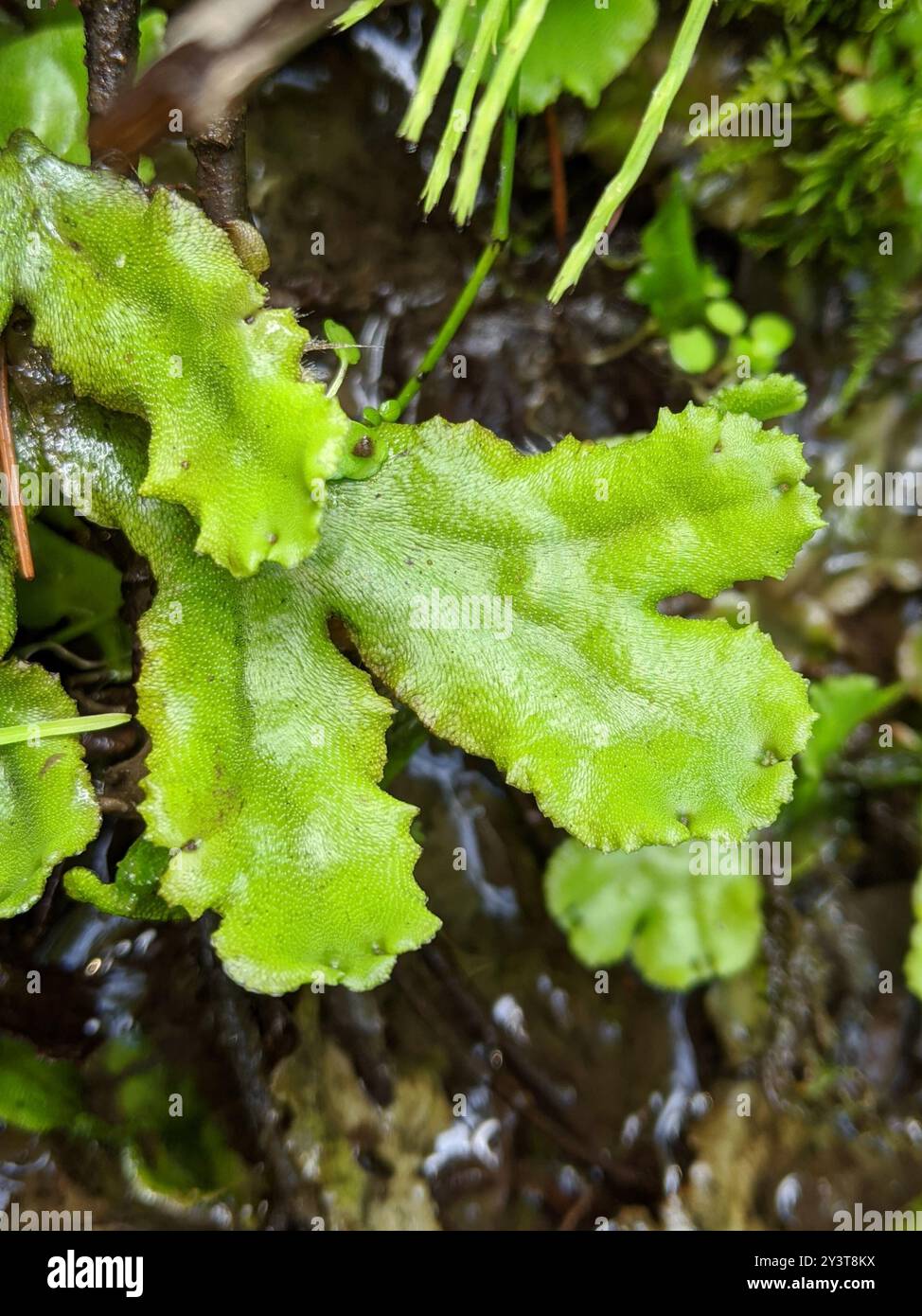 Common Liverwort (Marchantia polymorpha) Plantae Stock Photo - Alamy