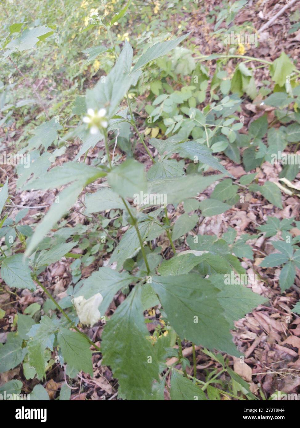 white avens (Geum canadense) Plantae Stock Photo - Alamy