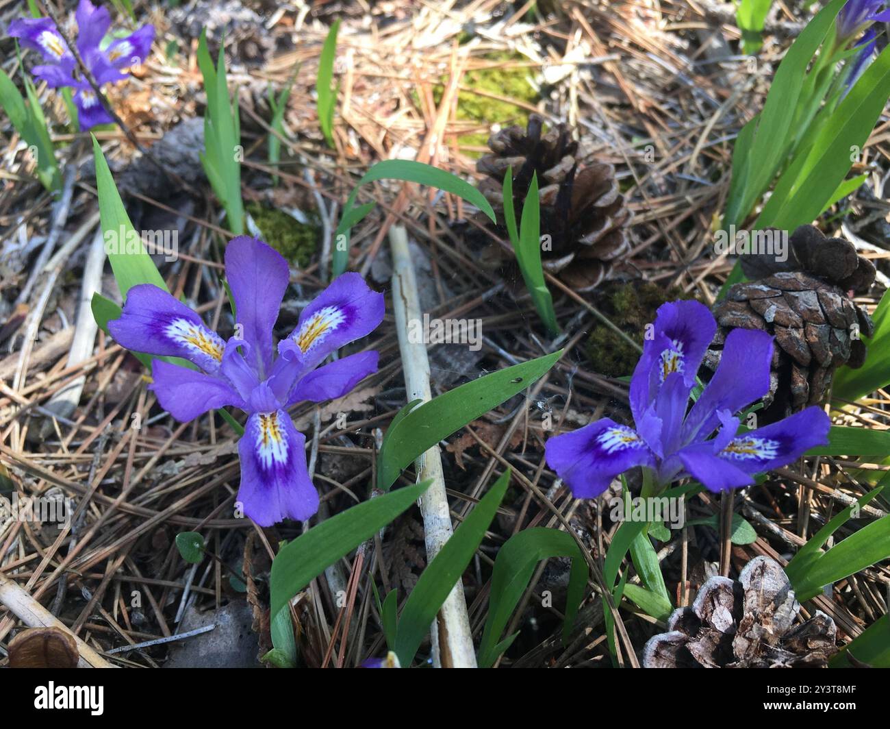 Dwarf Lake Iris (Iris lacustris) Plantae Stock Photo - Alamy