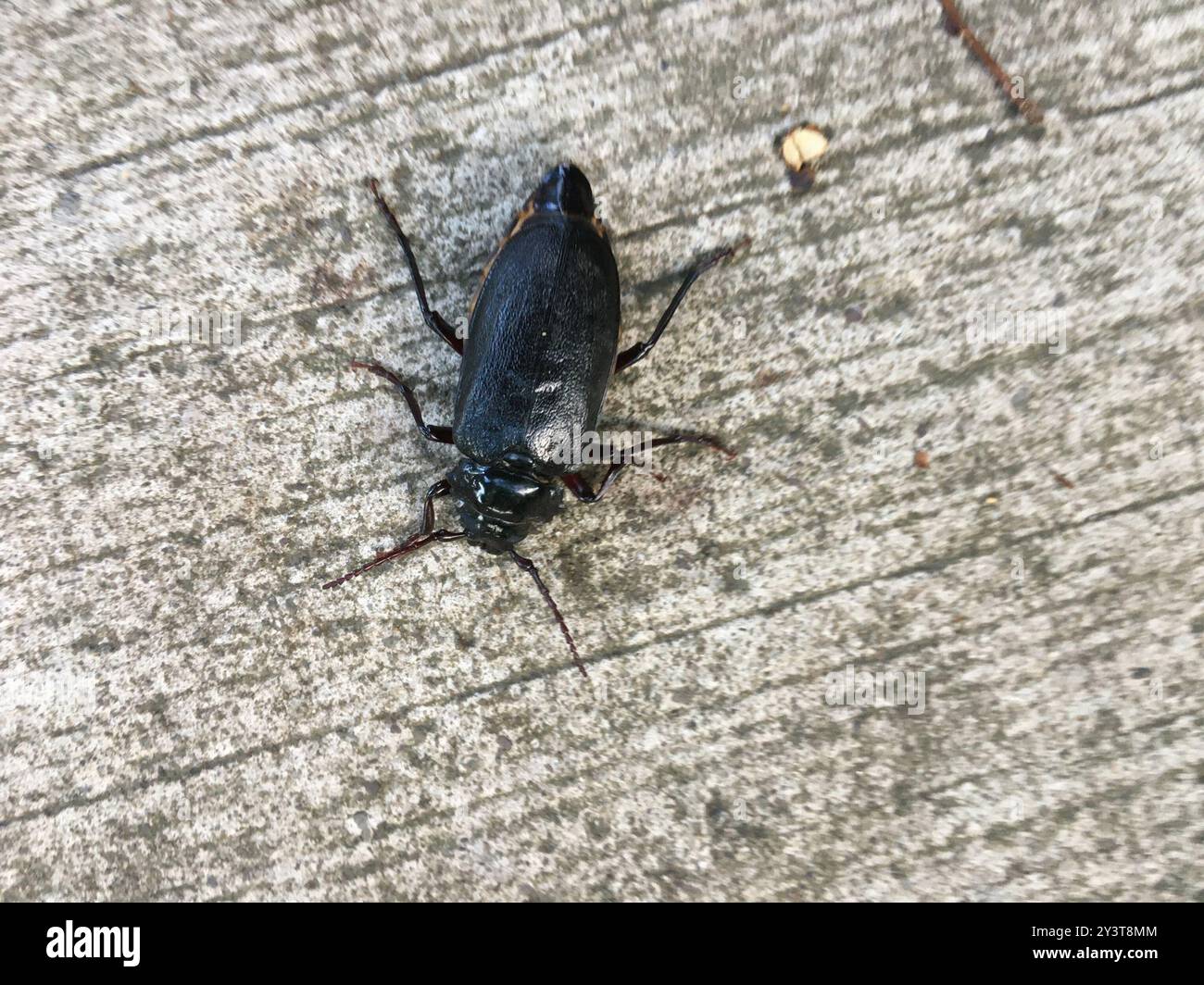 Broad-necked Root Borer (Prionus laticollis) Insecta Stock Photo - Alamy