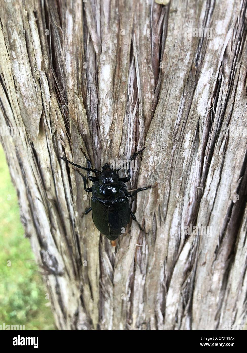 Broad-necked Root Borer (Prionus laticollis) Insecta Stock Photo - Alamy