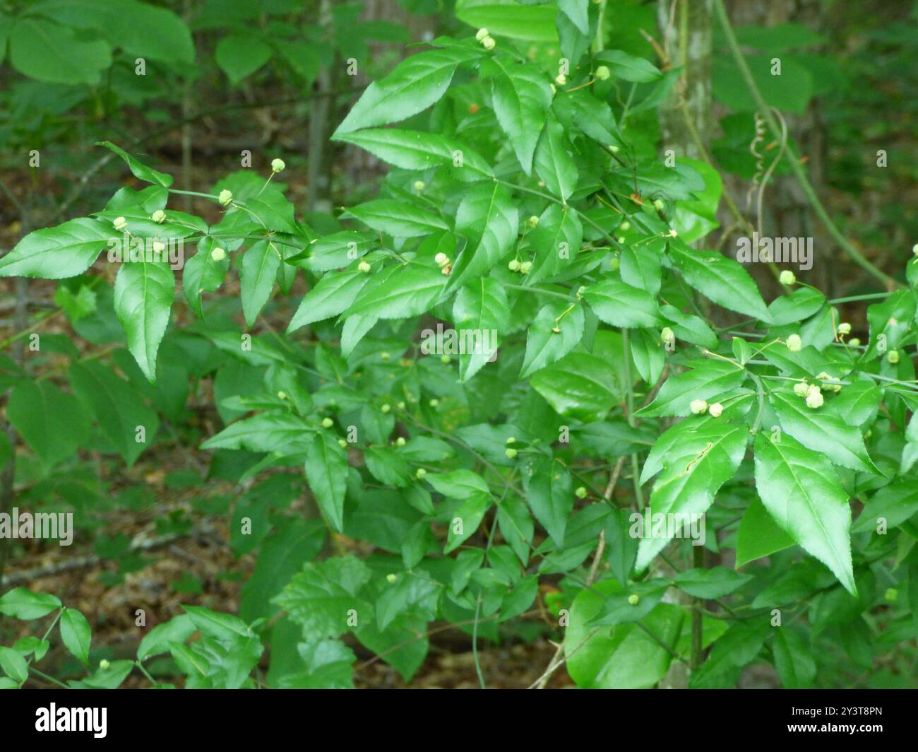 strawberry bush (Euonymus americanus) Plantae Stock Photo - Alamy
