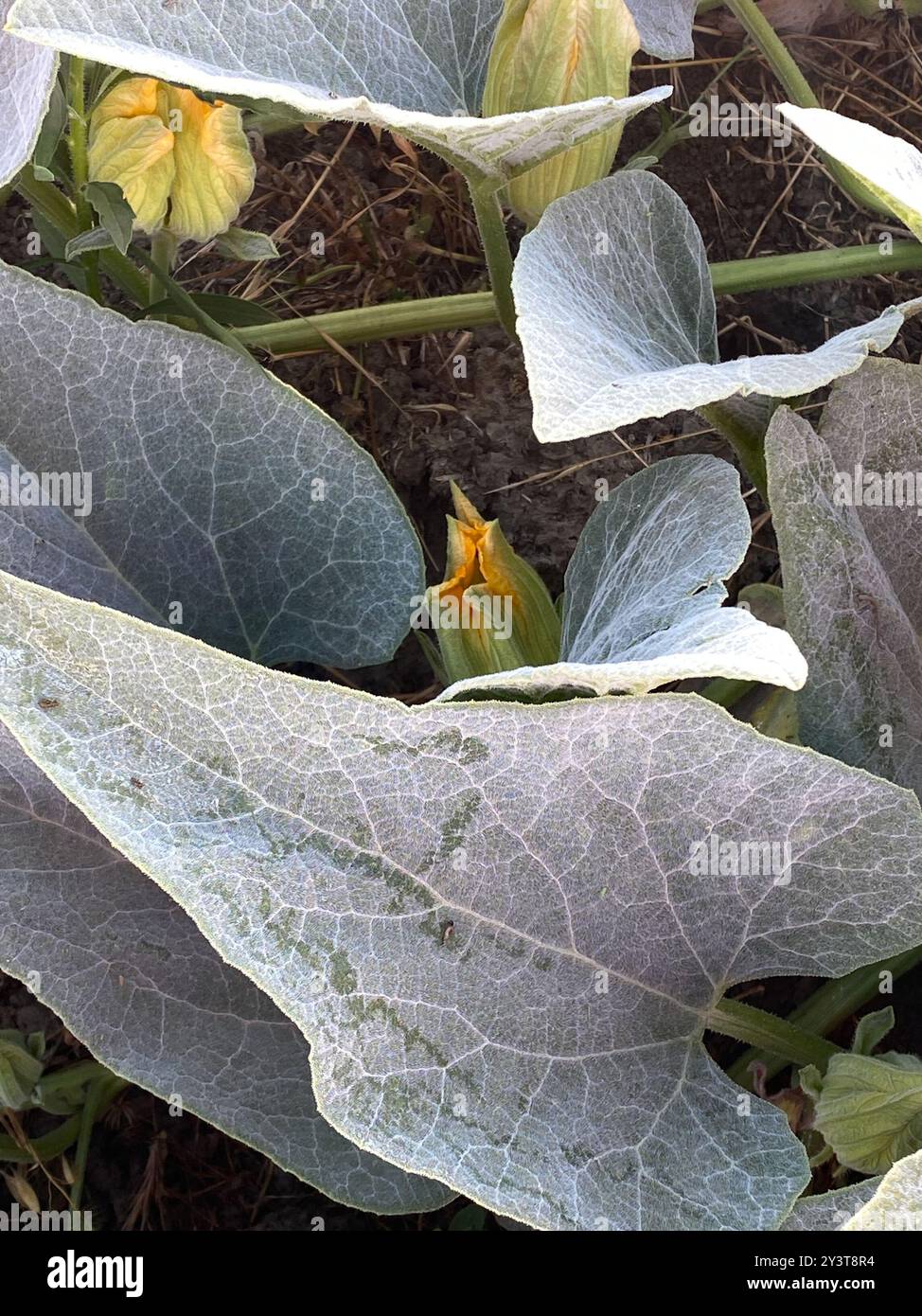 Buffalo Gourd (Cucurbita foetidissima) Plantae Stock Photo - Alamy