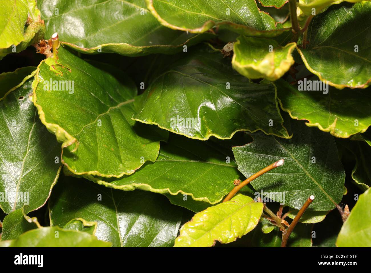 (Acalitus stenaspis) Arachnida Stock Photo - Alamy