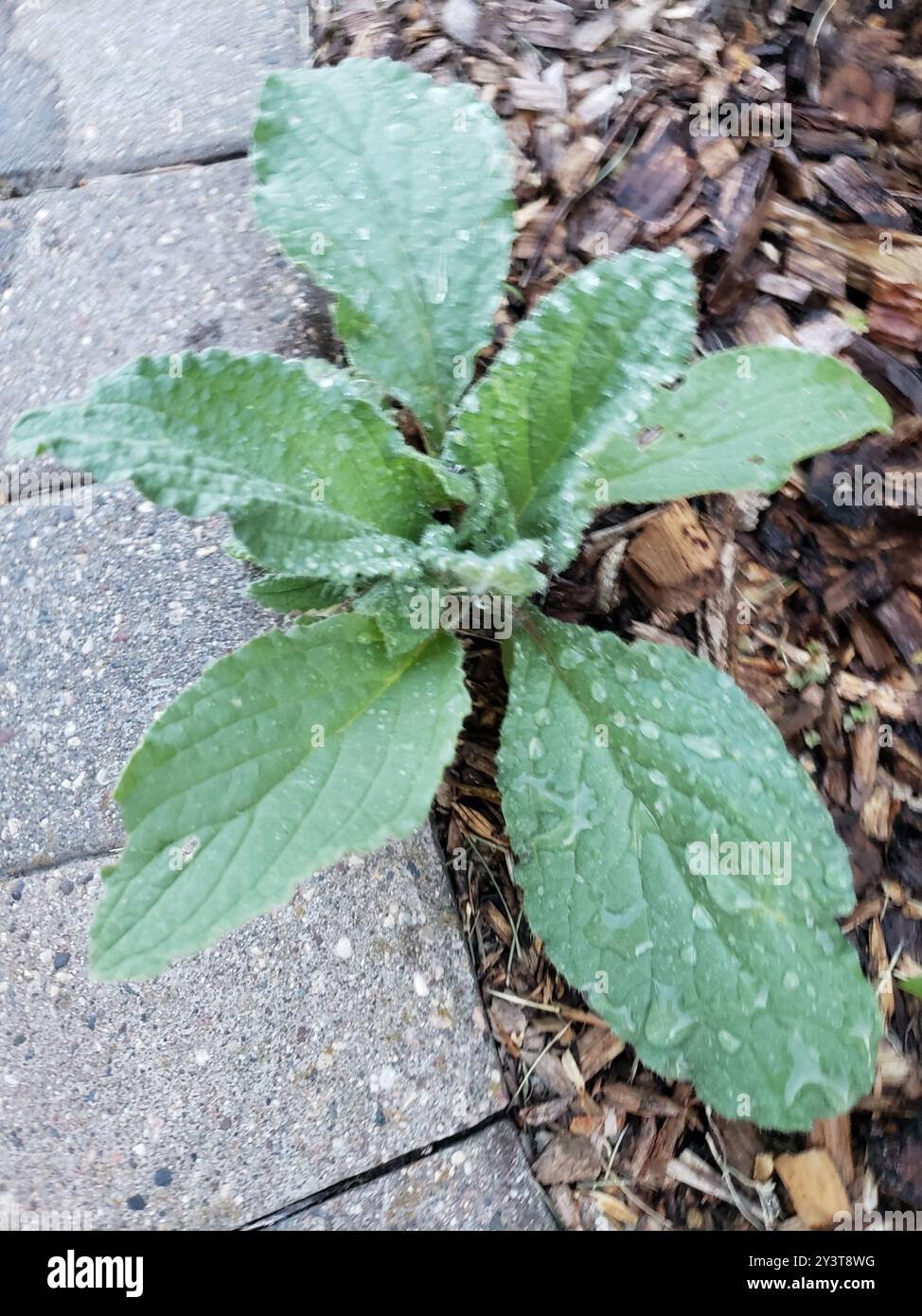 Borage (Borago officinalis) Plantae Stock Photo - Alamy