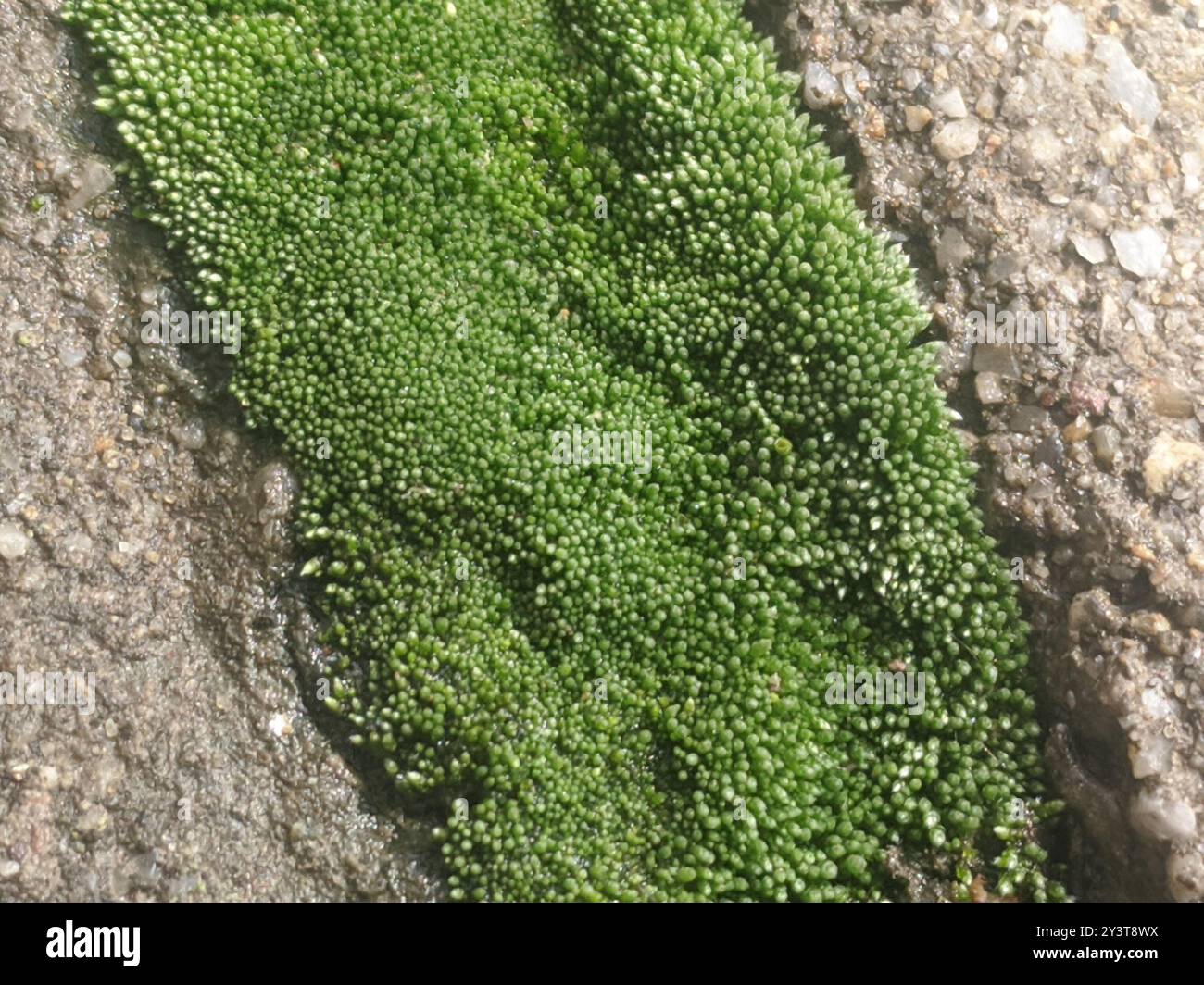 Silvery Bryum (Bryum argenteum) Plantae Stock Photo - Alamy