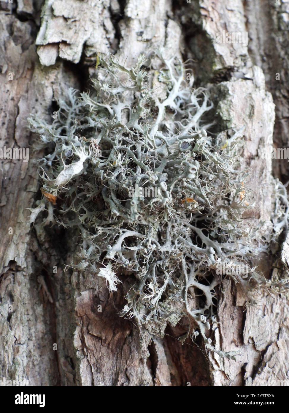 Great Ciliated Lichen (Anaptychia ciliaris) Fungi Stock Photo - Alamy
