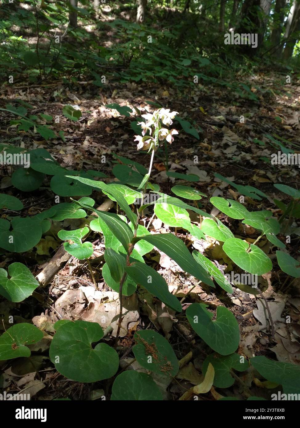 Broad-leaved helleborine (Epipactis helleborine) Plantae Stock Photo ...