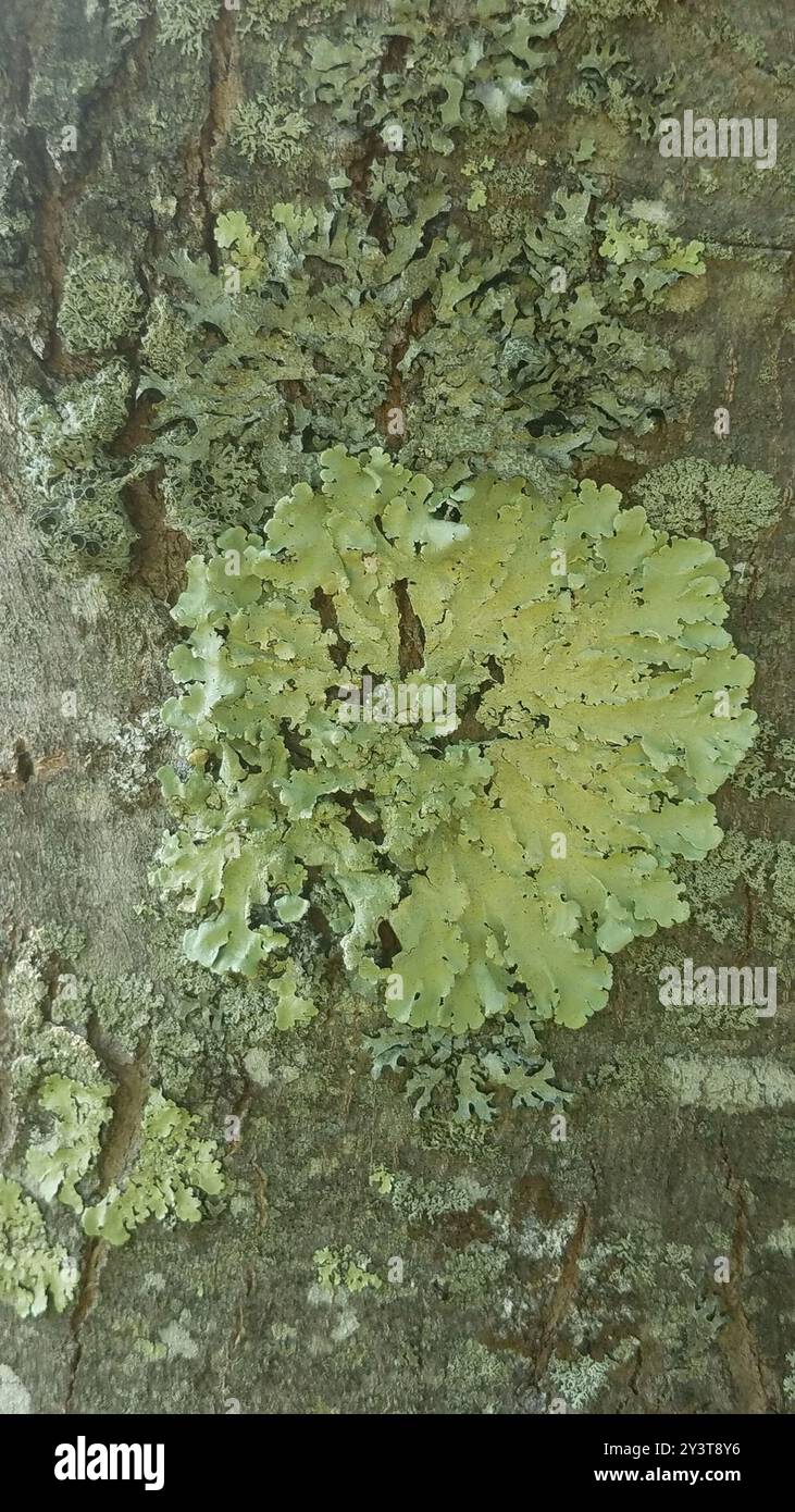 common greenshield lichen (Flavoparmelia caperata) Fungi Stock Photo ...