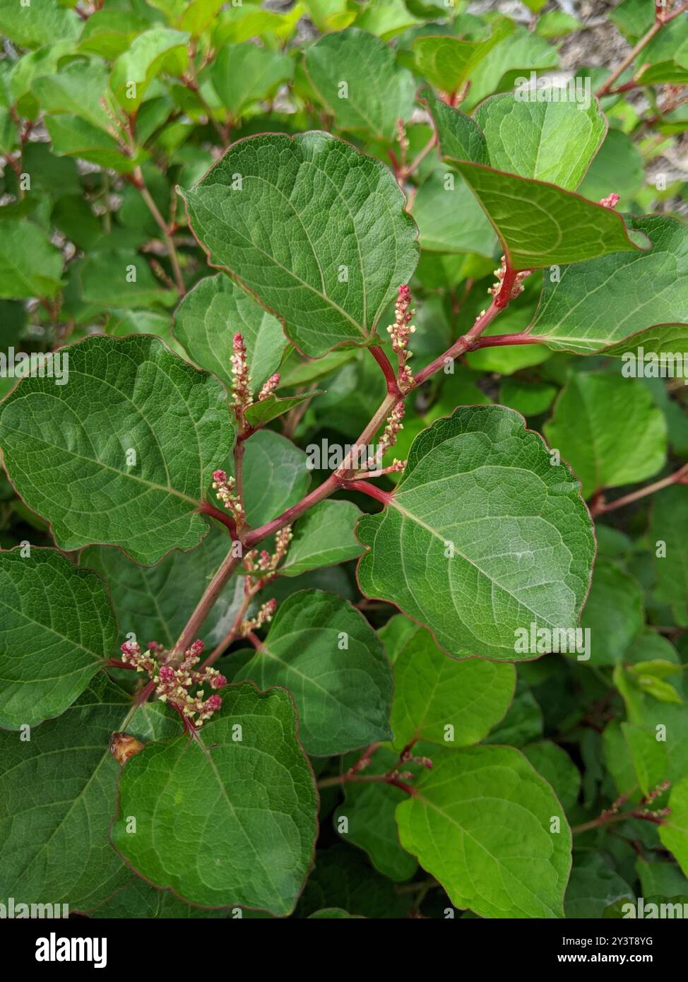 Dwarf Knotweed (Reynoutria compacta) Plantae Stock Photo - Alamy