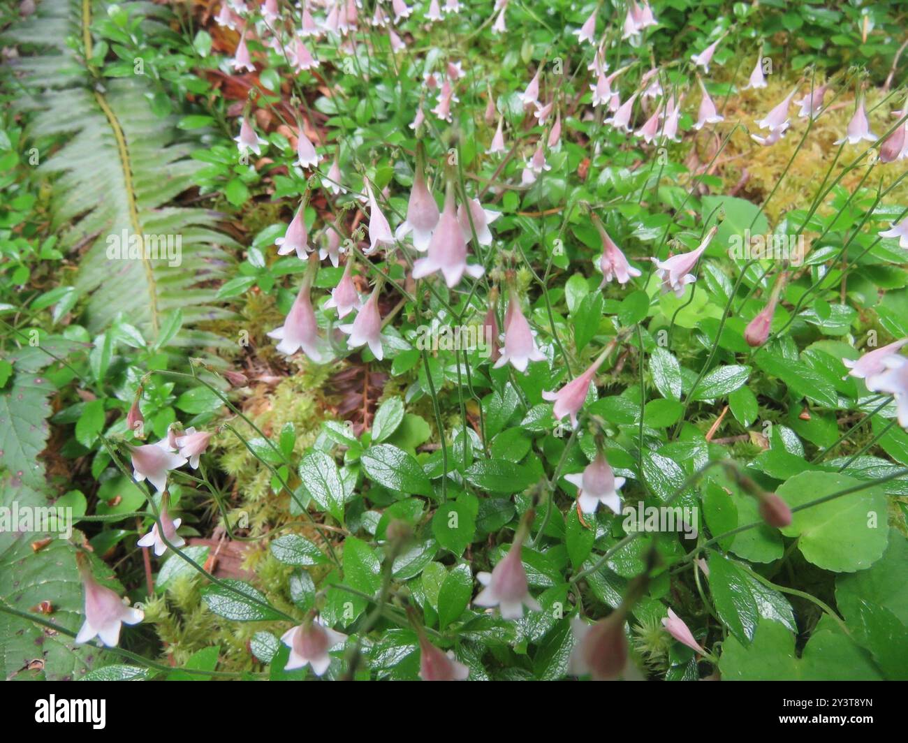 Twinflower (Linnaea borealis) Plantae Stock Photo - Alamy