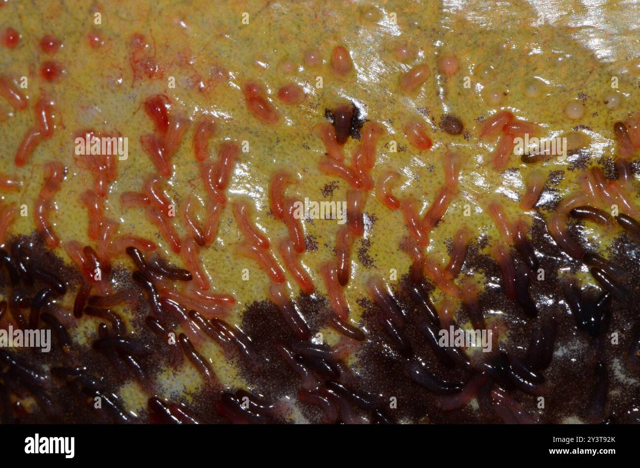 Hairy Frog (Astylosternus robustus) Amphibia Stock Photo - Alamy