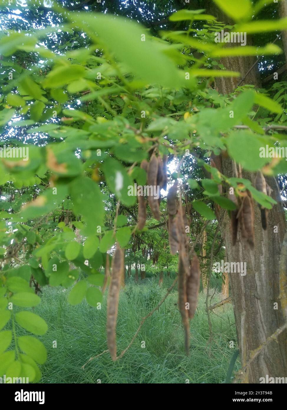black locust (Robinia pseudoacacia) Plantae Stock Photo - Alamy