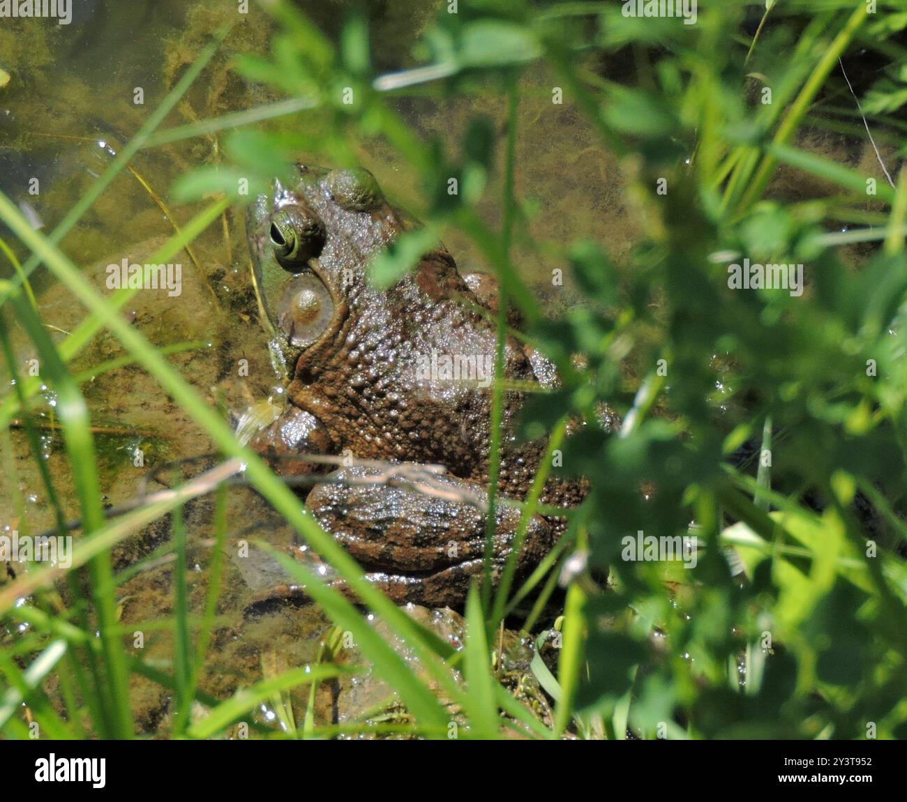 American Bullfrog (Lithobates catesbeianus) Amphibia Stock Photo - Alamy