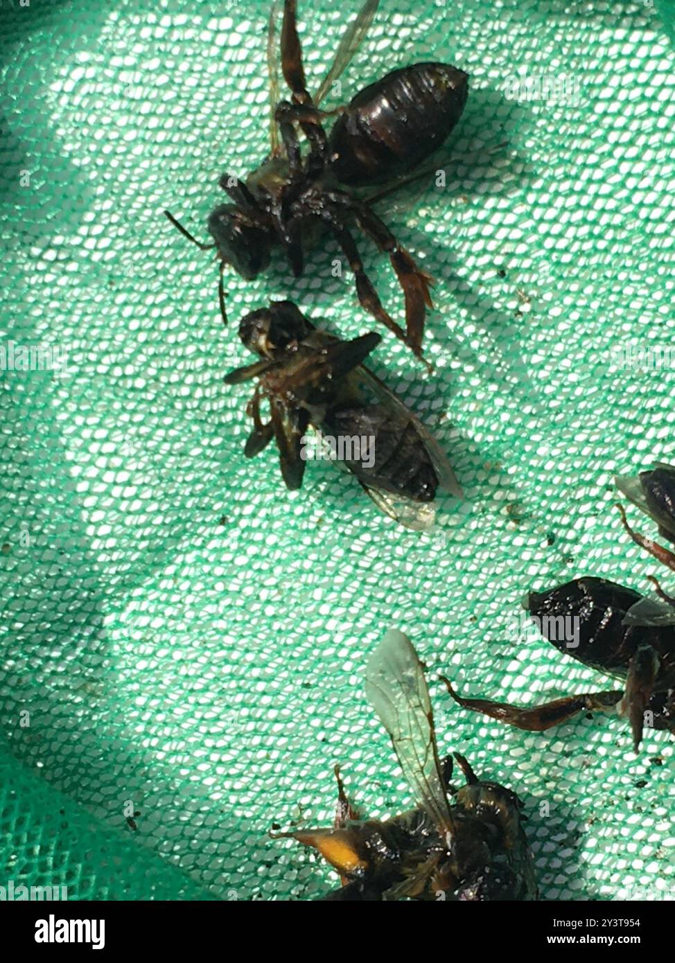 Honey Bees, Bumble Bees, and Allies (Apidae) Insecta Stock Photo - Alamy