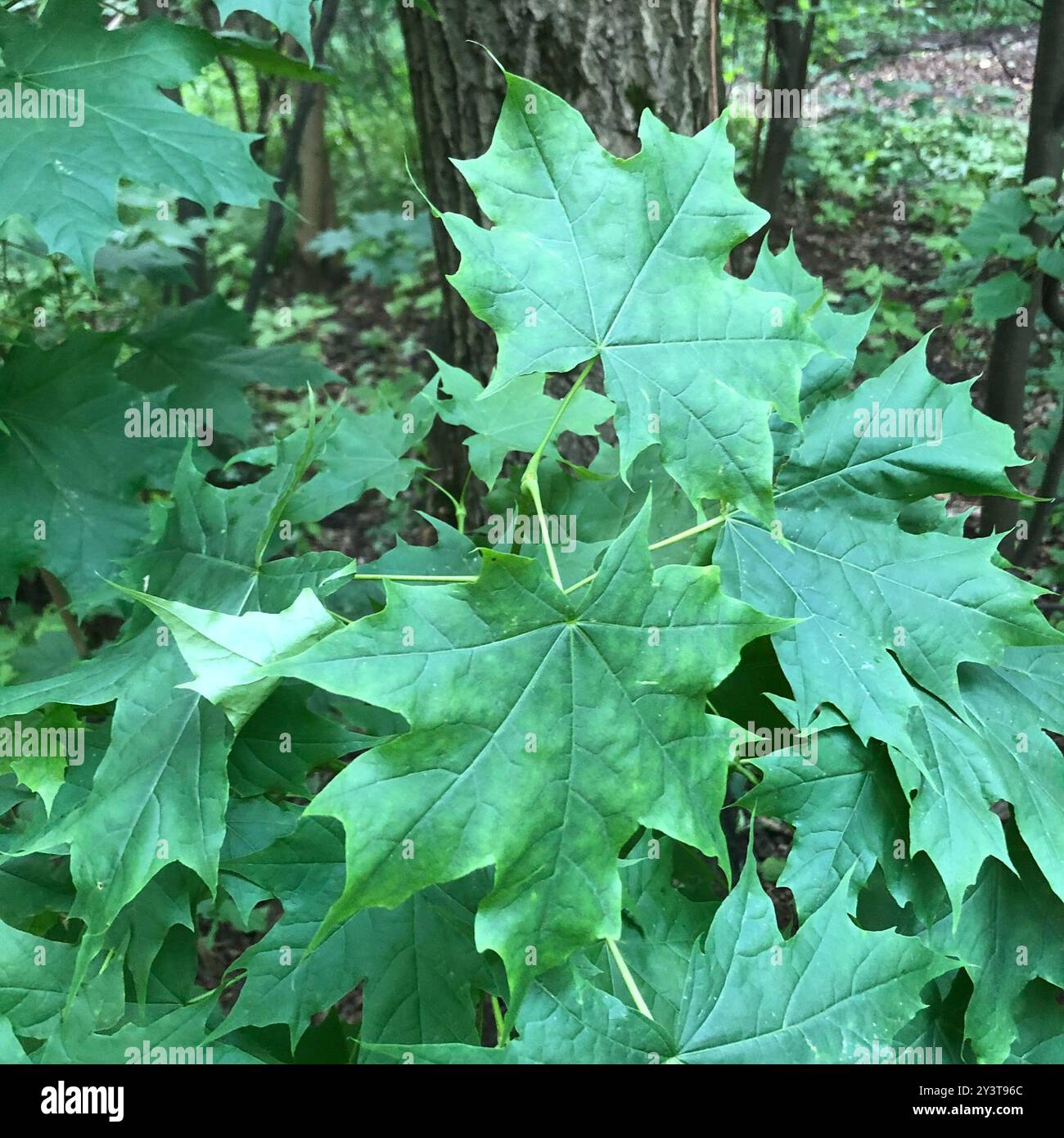 Norway maple (Acer platanoides) Plantae Stock Photo - Alamy