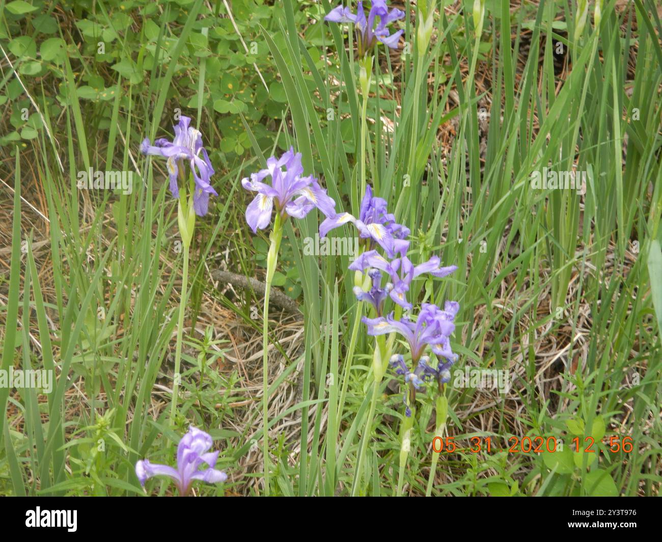 western blue flag (Iris missouriensis) Plantae Stock Photo - Alamy