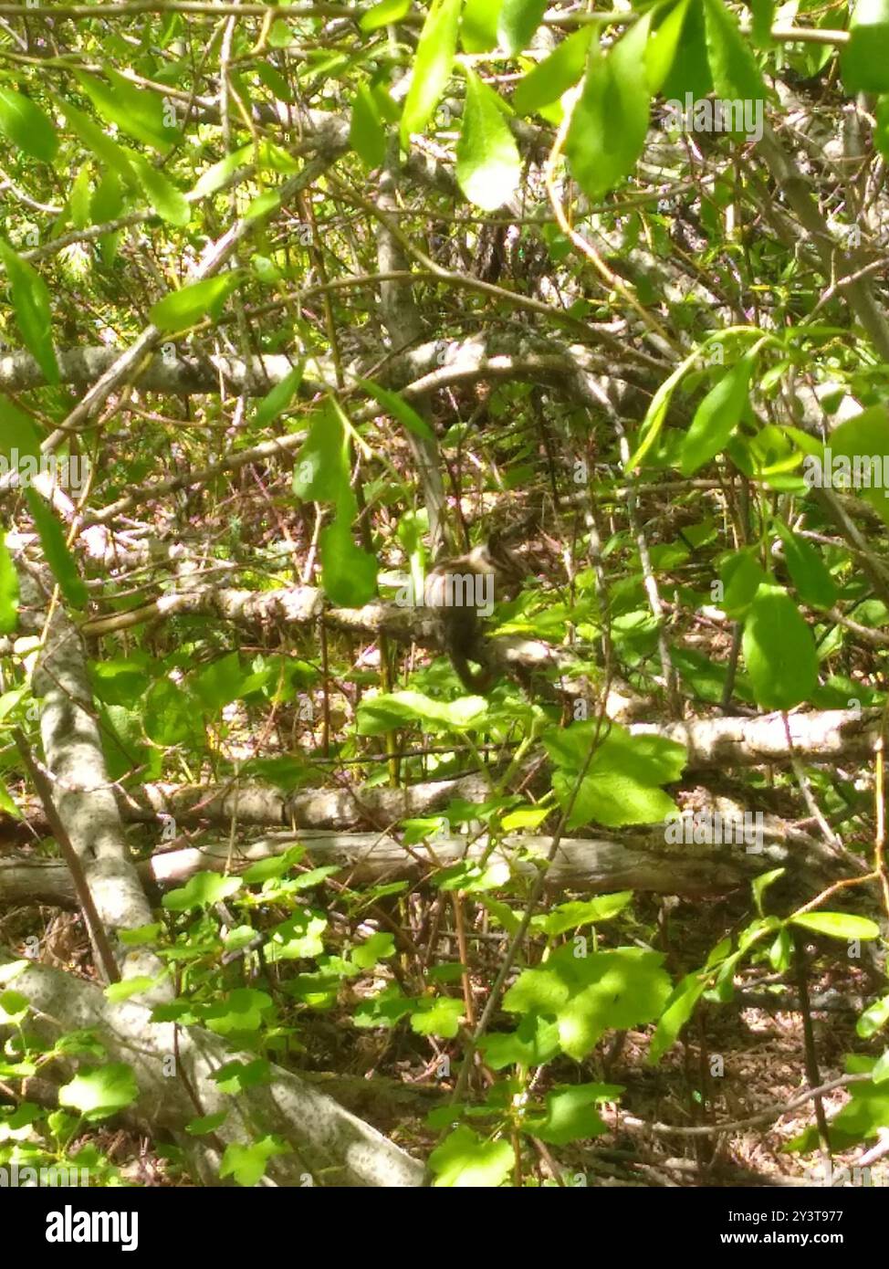 Western Chipmunks (Neotamias) Mammalia Stock Photo - Alamy