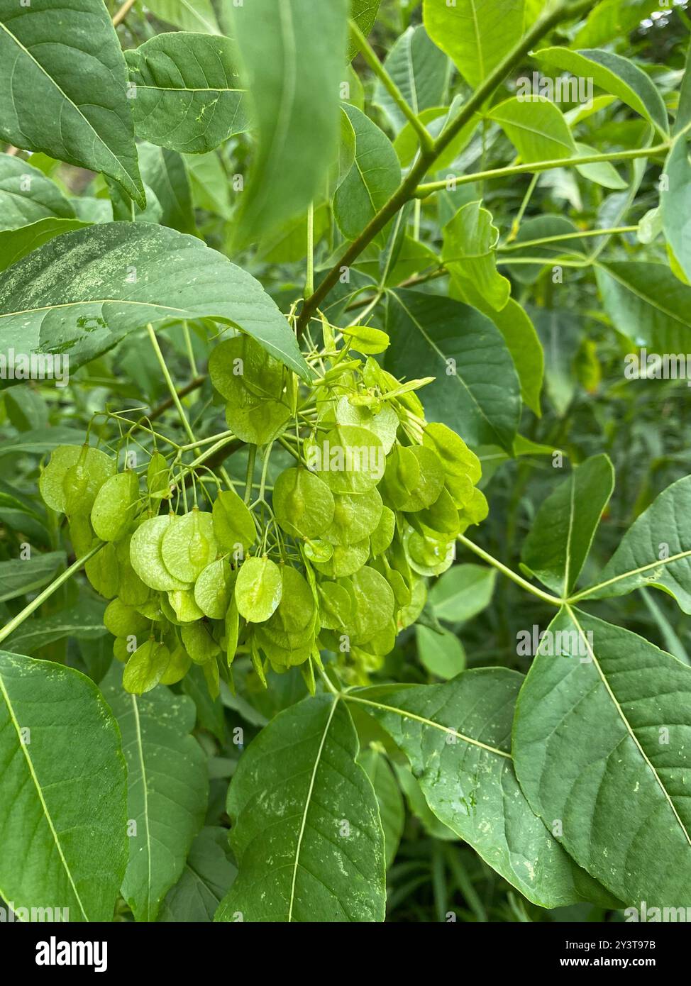 common hoptree (Ptelea trifoliata) Plantae Stock Photo - Alamy
