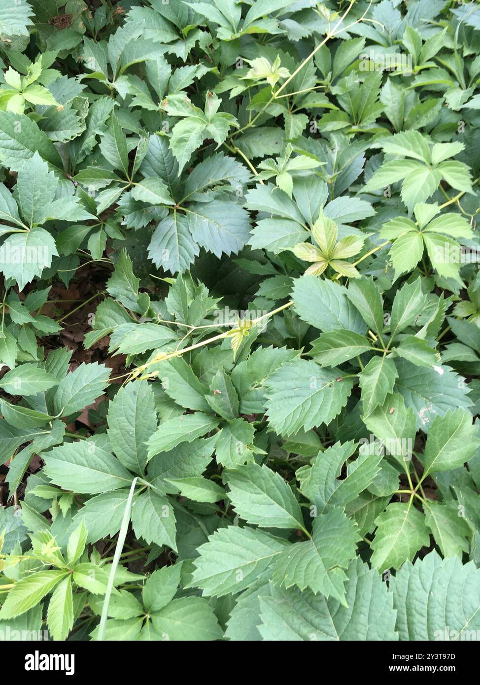 thicket creeper (Parthenocissus inserta) Plantae Stock Photo - Alamy