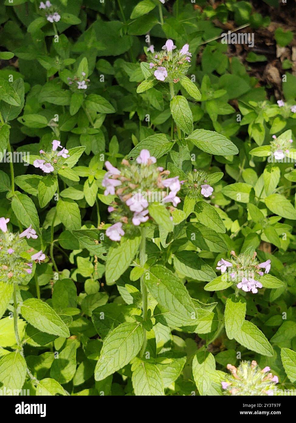 Wild Basil (Clinopodium vulgare) Plantae Stock Photo - Alamy
