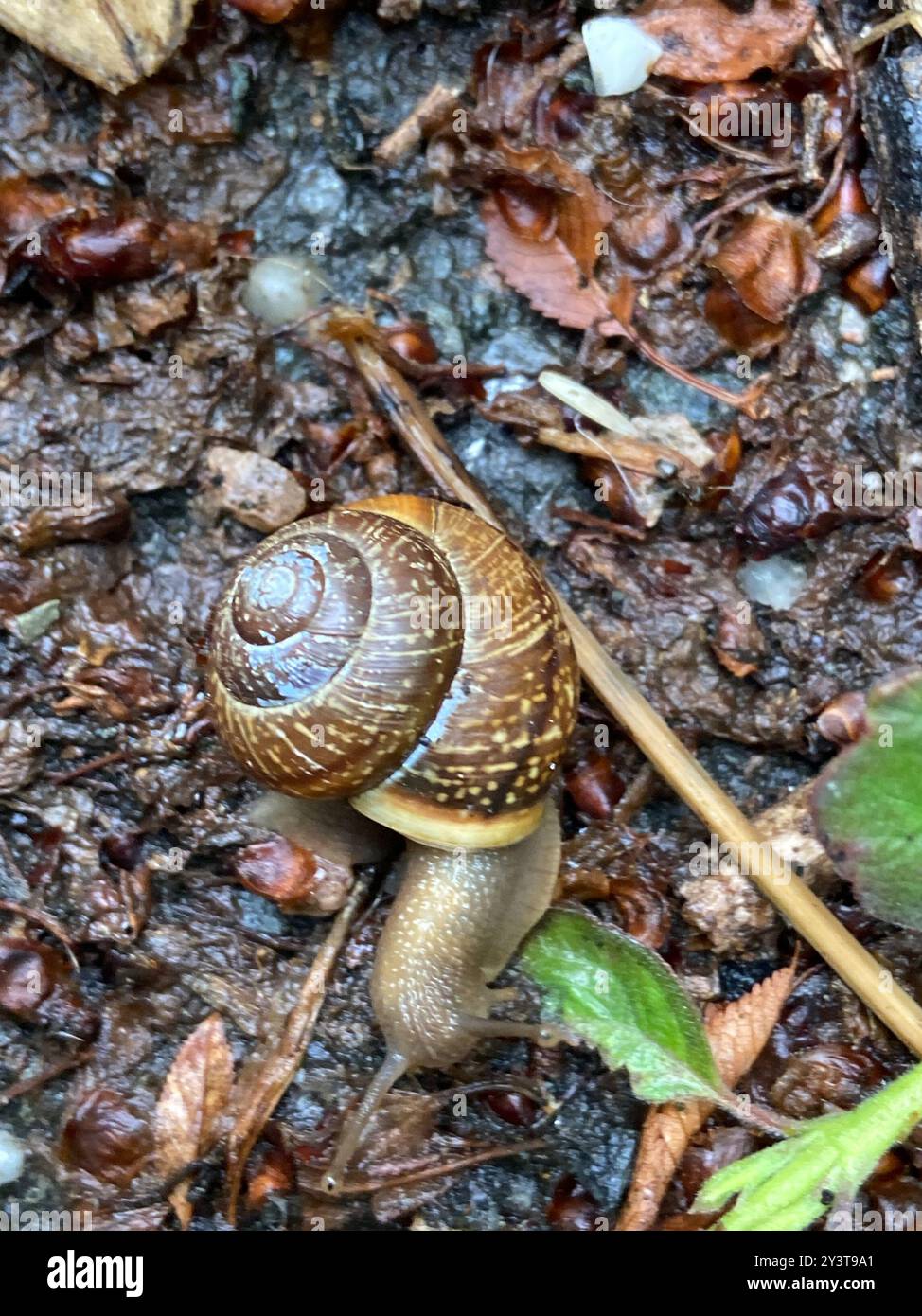 Copse Snail (Arianta arbustorum) Mollusca Stock Photo - Alamy