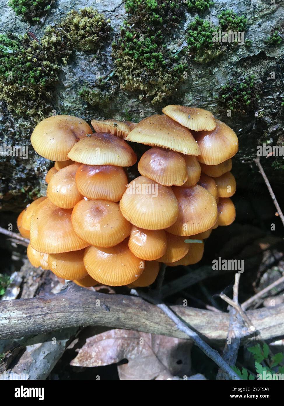 orange mycena (Mycena leaiana) Fungi Stock Photo - Alamy