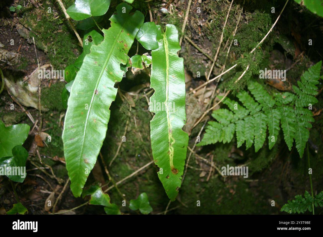 Hart's-tongue fern (Asplenium scolopendrium) Plantae Stock Photo - Alamy