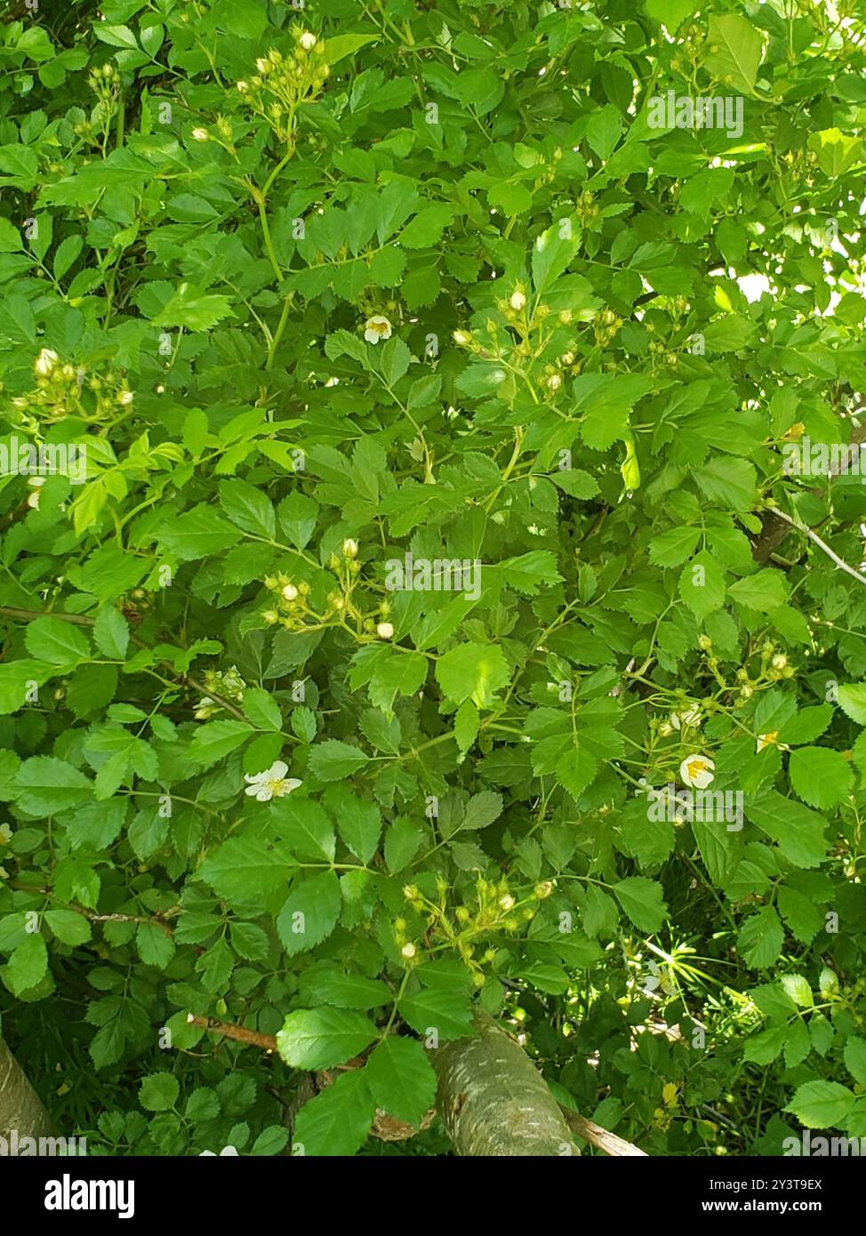 multiflora rose (Rosa multiflora) Plantae Stock Photo - Alamy