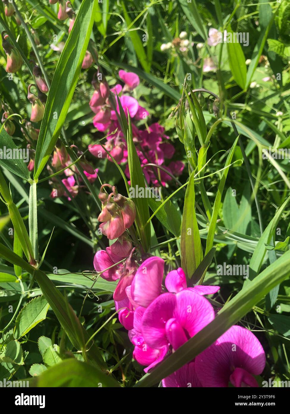 Narrow-leaved Everlasting-pea (Lathyrus sylvestris) Plantae Stock Photo ...