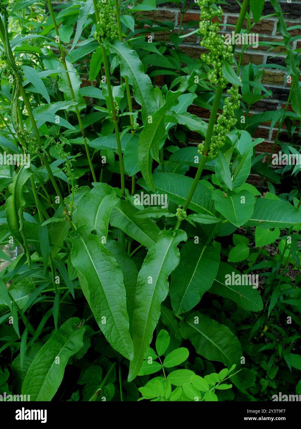 Patience Dock (Rumex patientia) Plantae Stock Photo - Alamy