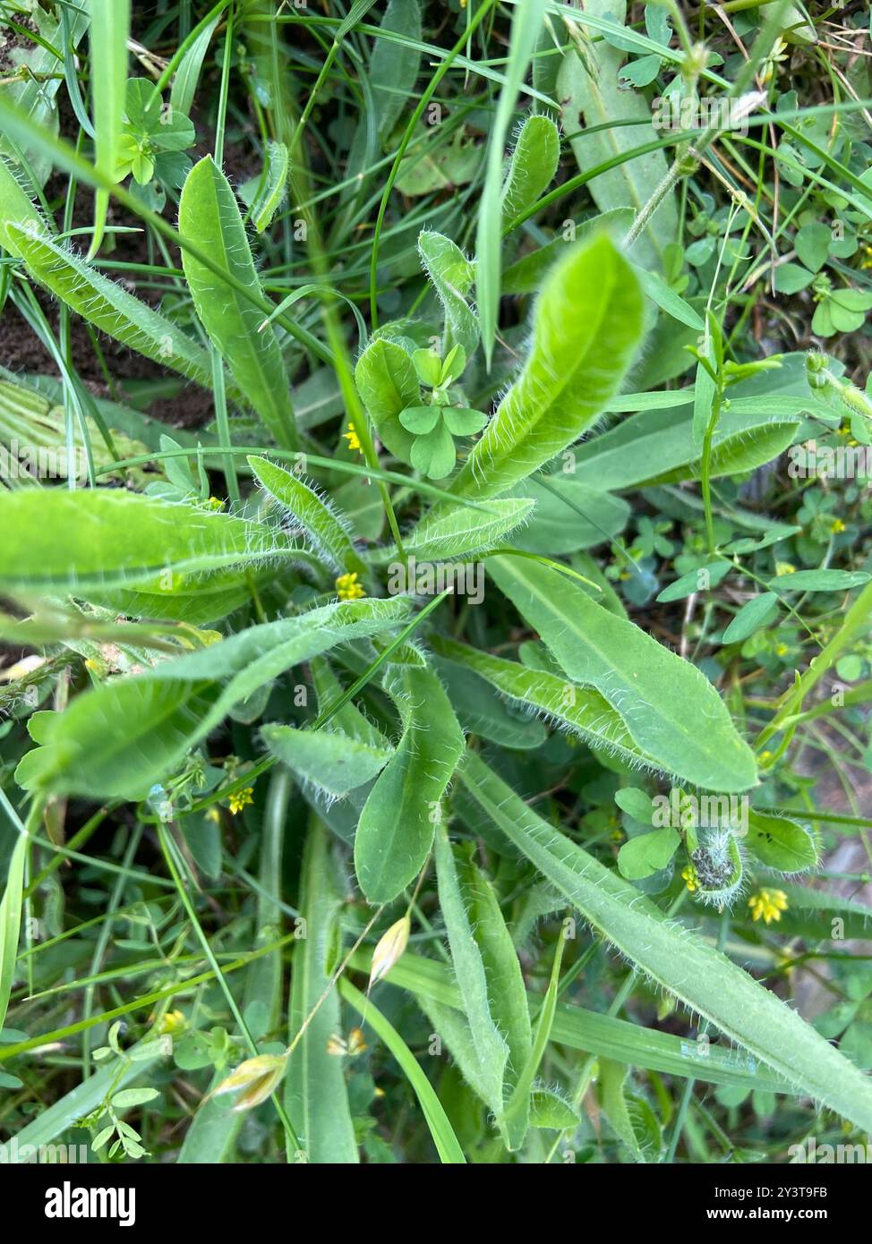 mouse-ear hawkweeds (Pilosella) Plantae Stock Photo - Alamy