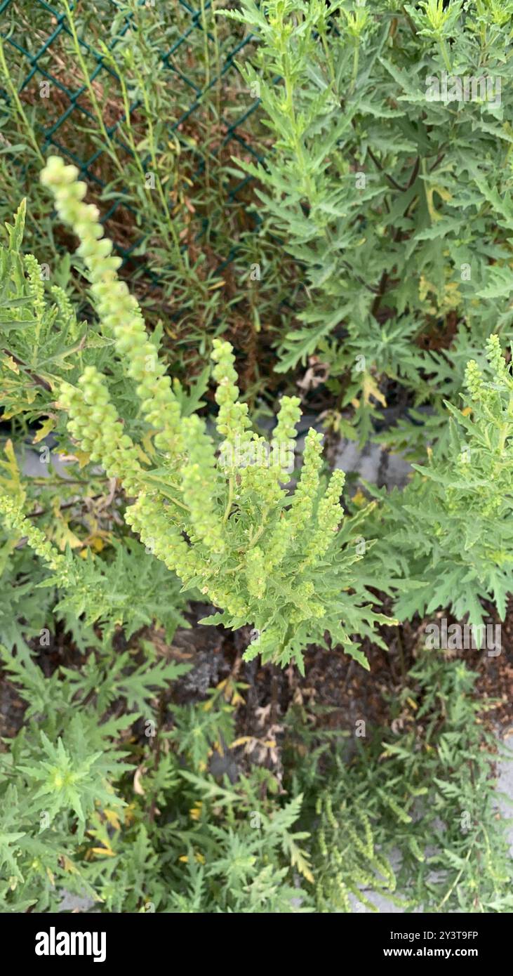 western ragweed (Ambrosia psilostachya) Plantae Stock Photo - Alamy