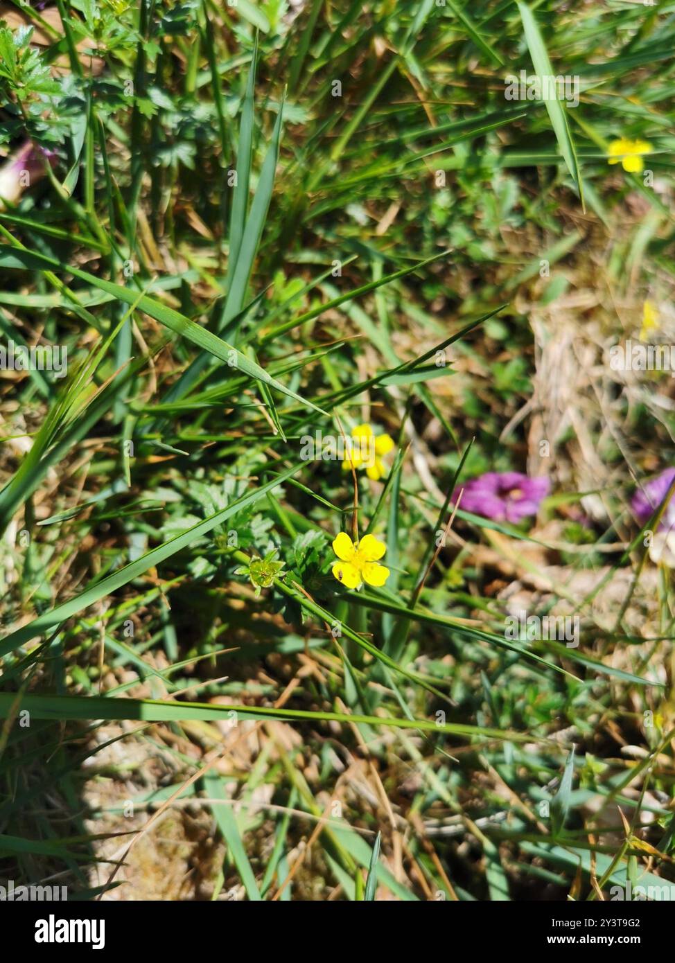 Tormentil (Potentilla erecta) Plantae Stock Photo - Alamy