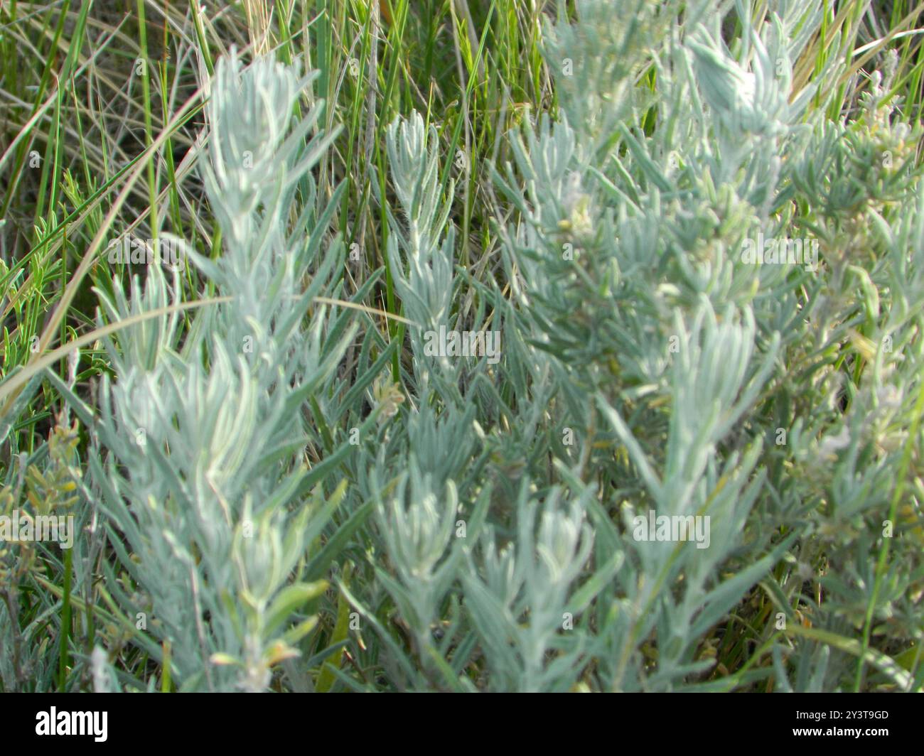 Winterfat (Krascheninnikovia lanata) Plantae Stock Photo - Alamy