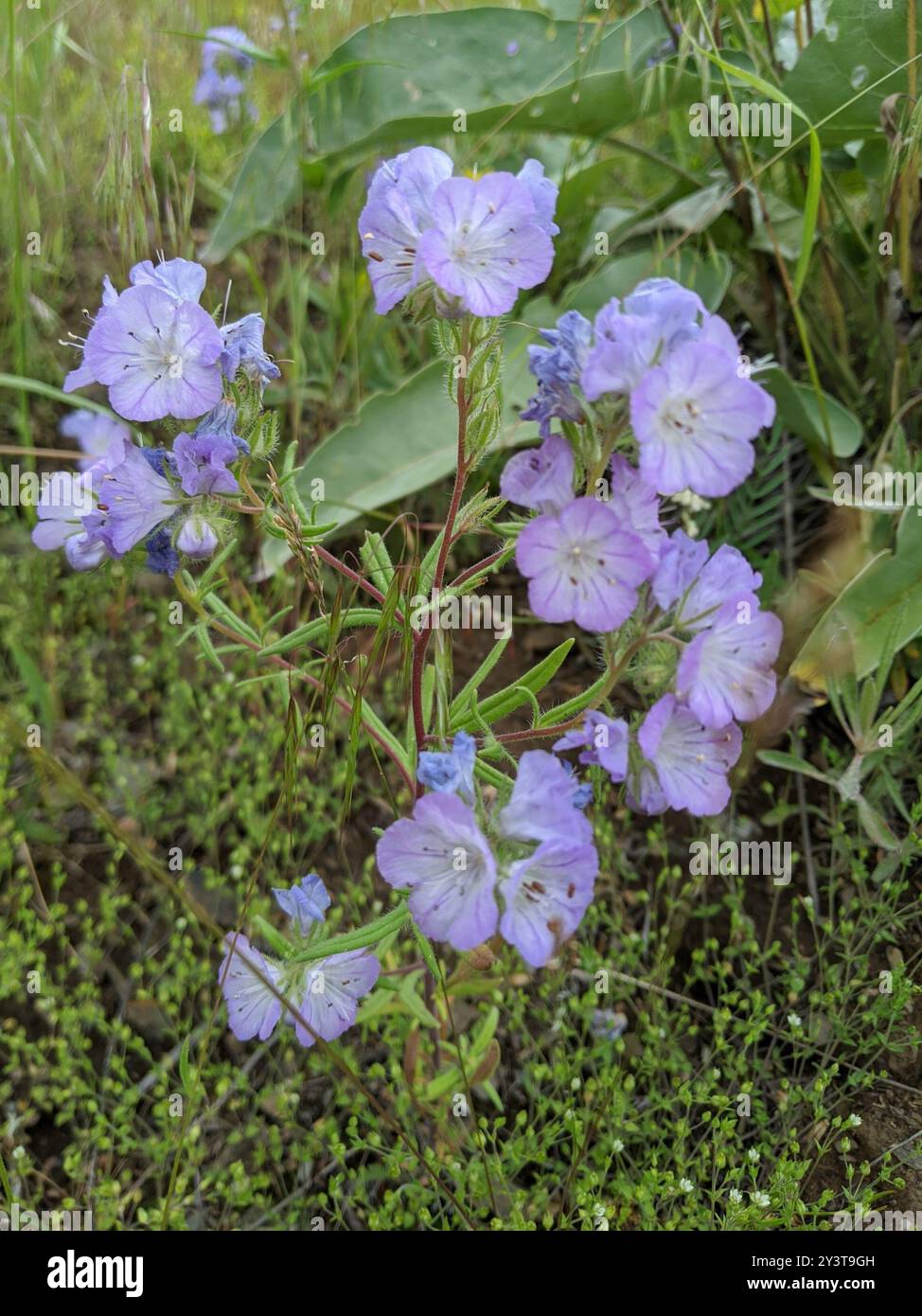 Linearleaf Phacelia (Phacelia linearis) Plantae Stock Photo - Alamy