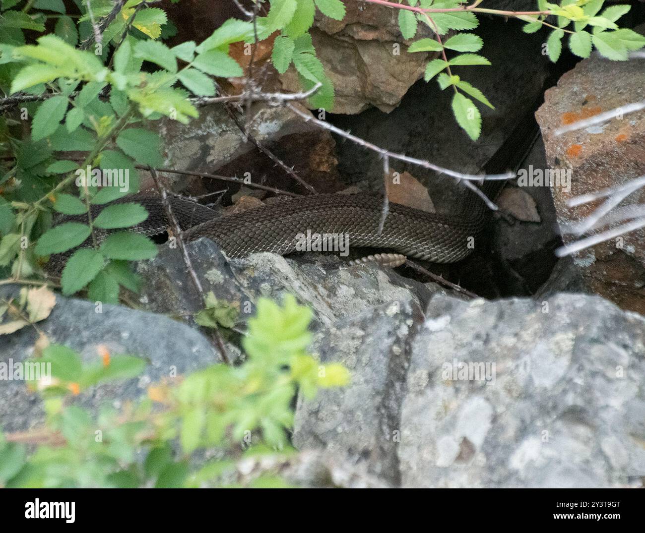 Northern Pacific Rattlesnake (Crotalus oreganus oreganus) Reptilia ...