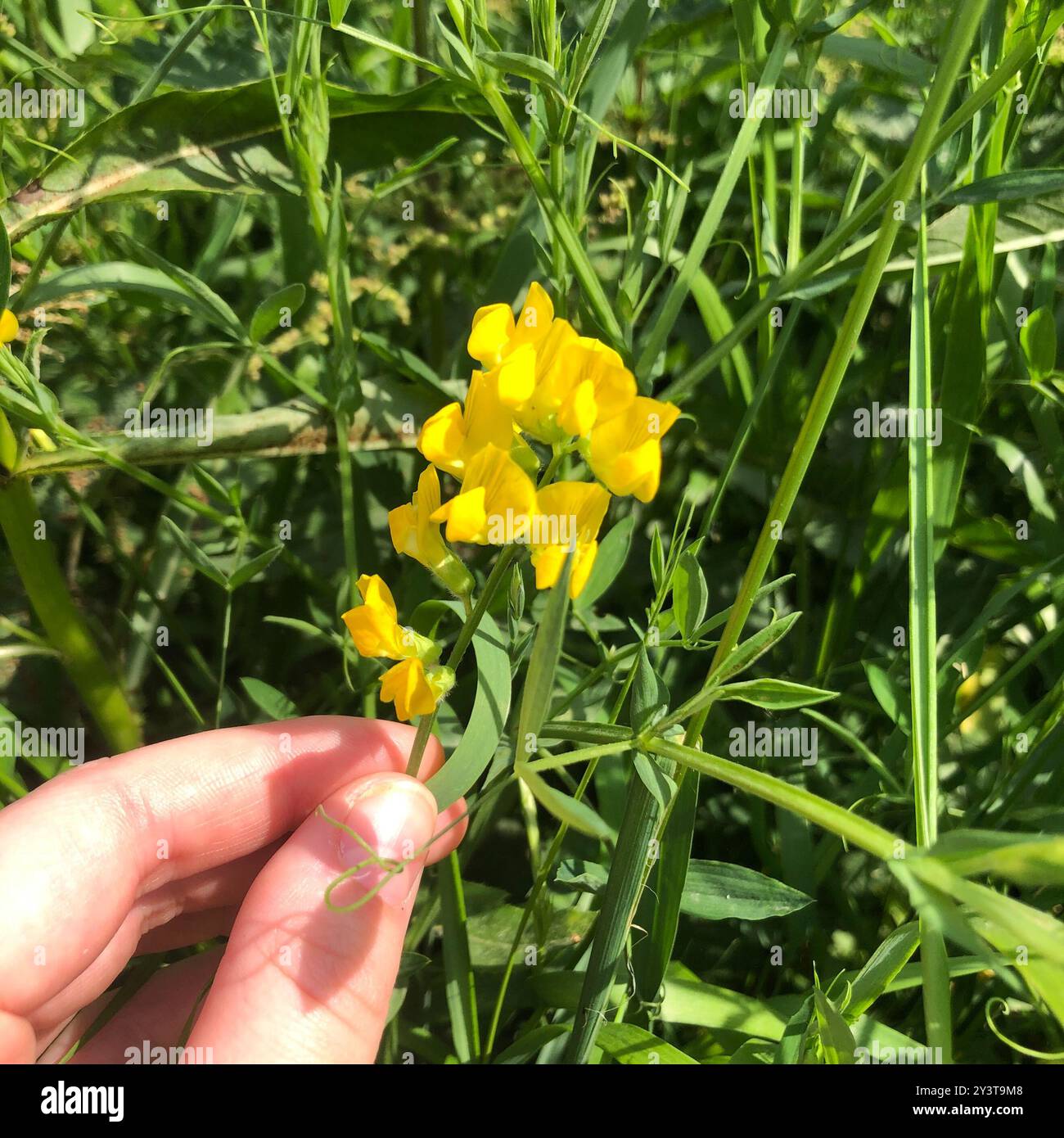 meadow pea (Lathyrus pratensis) Plantae Stock Photo - Alamy