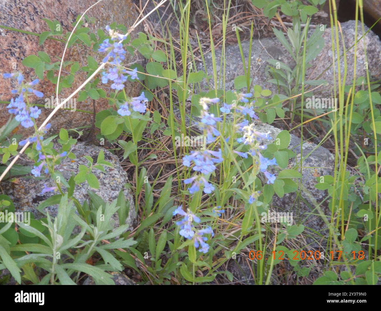Front Range Beardtongue (Penstemon virens) Plantae Stock Photo - Alamy