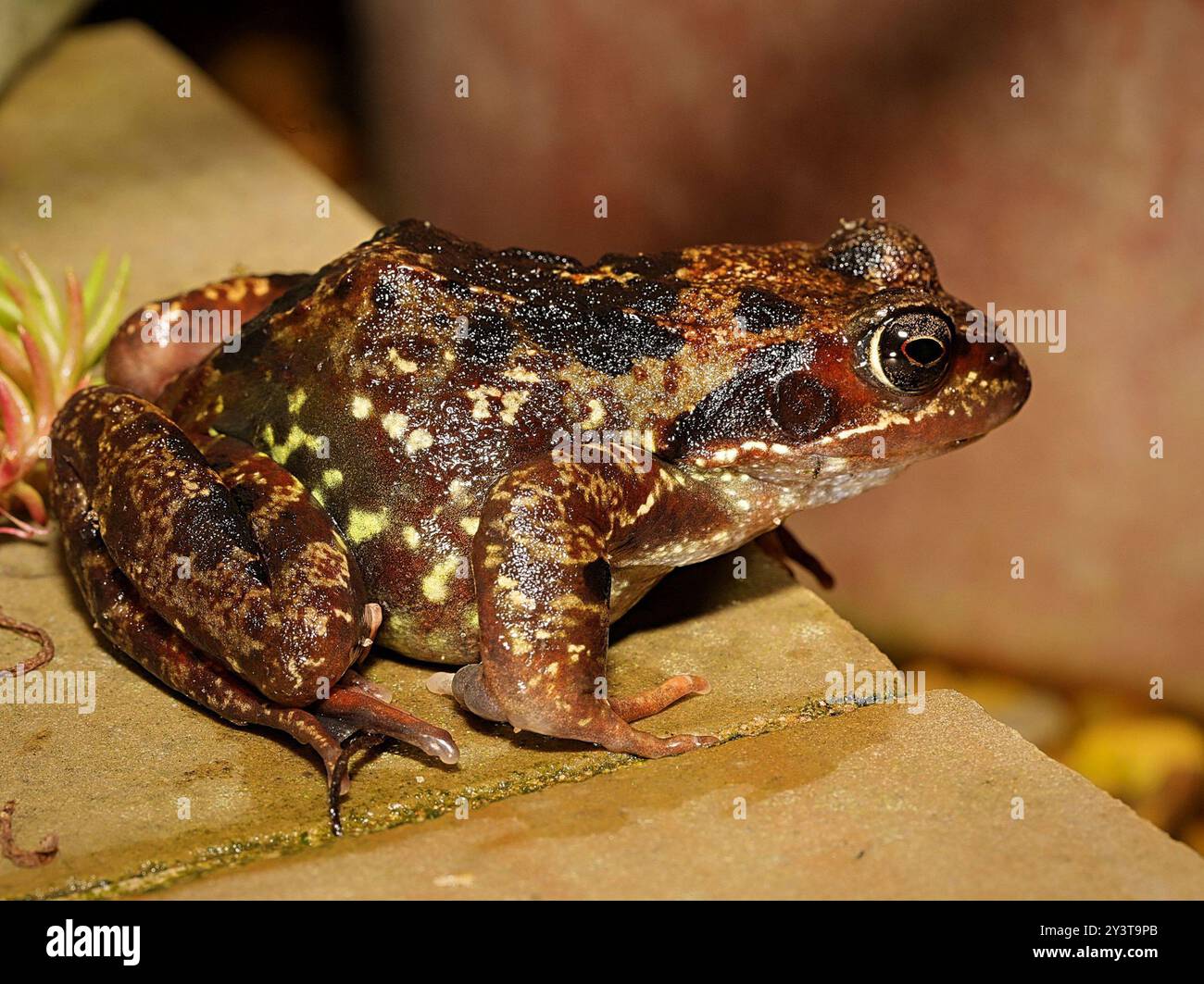 European Common Frog (Rana temporaria) Amphibia Stock Photo - Alamy