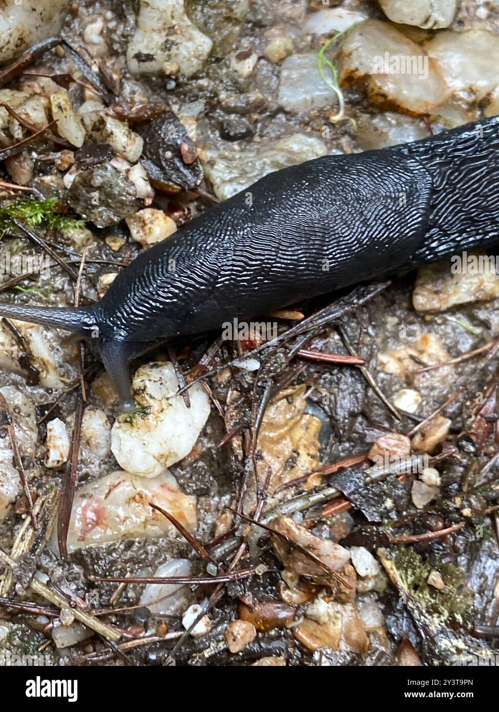 Ash-black Slug (Limax cinereoniger) Mollusca Stock Photo - Alamy