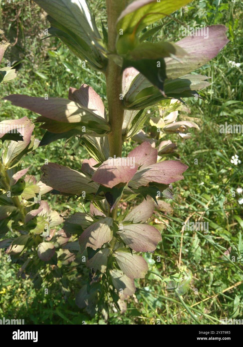 Bear's breeches (Acanthus mollis) Plantae Stock Photo - Alamy