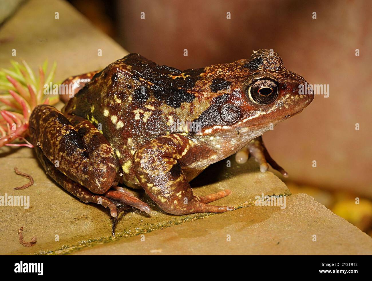 European Common Frog (Rana temporaria) Amphibia Stock Photo - Alamy