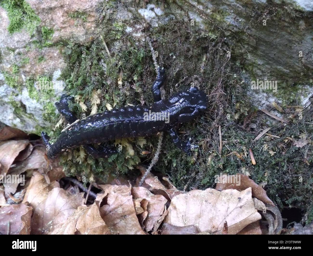 Alpine Salamander (Salamandra atra) Amphibia Stock Photo - Alamy
