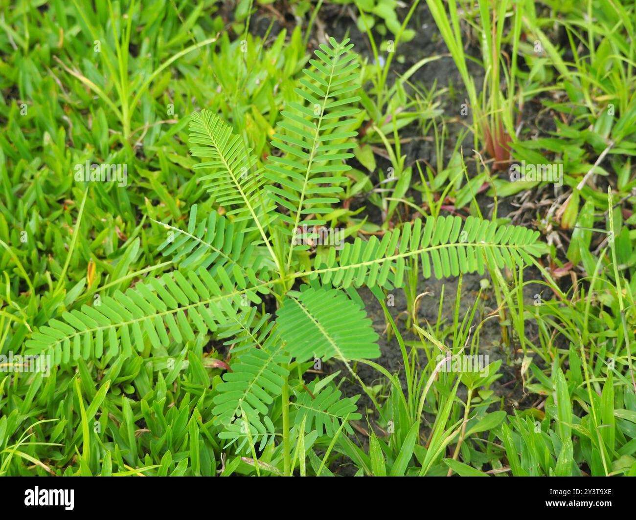 Sesbania Pea (Sesbania cannabina) Plantae Stock Photo - Alamy