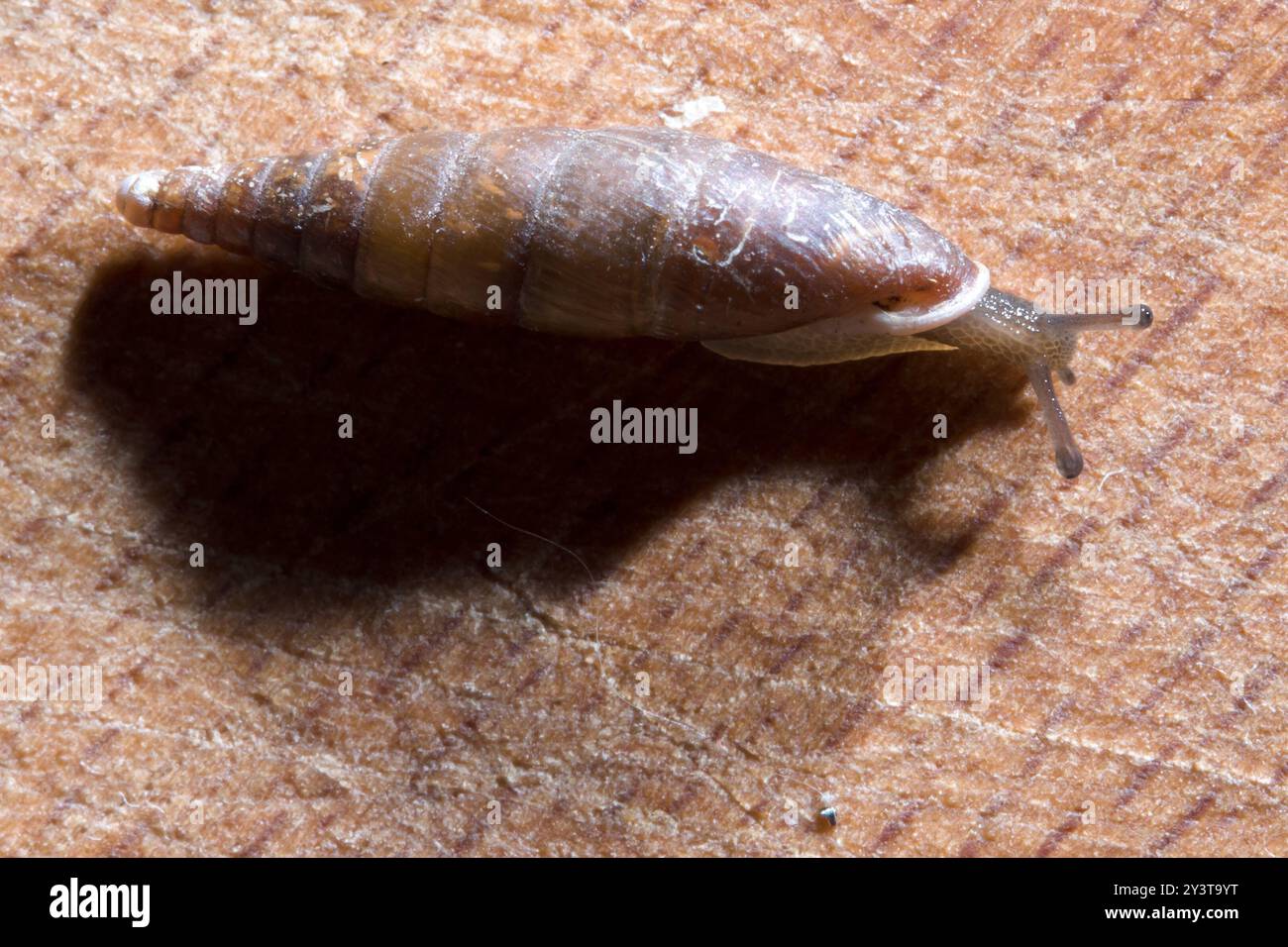 Plaited Door-snail (Cochlodina laminata) Mollusca Stock Photo - Alamy