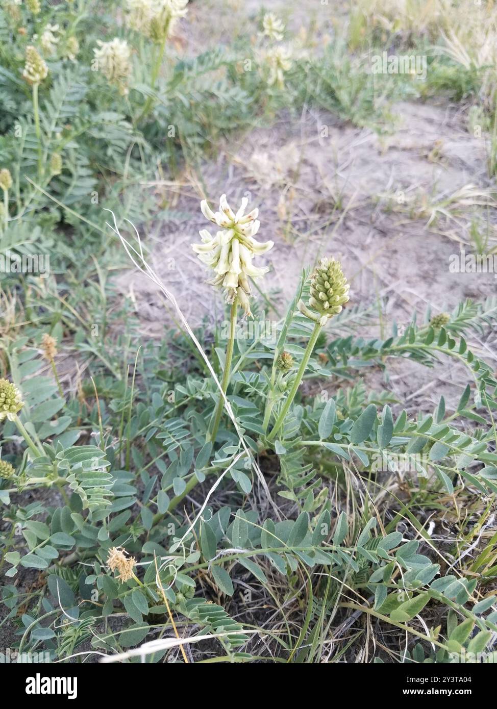 Canadian milkvetch (Astragalus canadensis) Plantae Stock Photo - Alamy