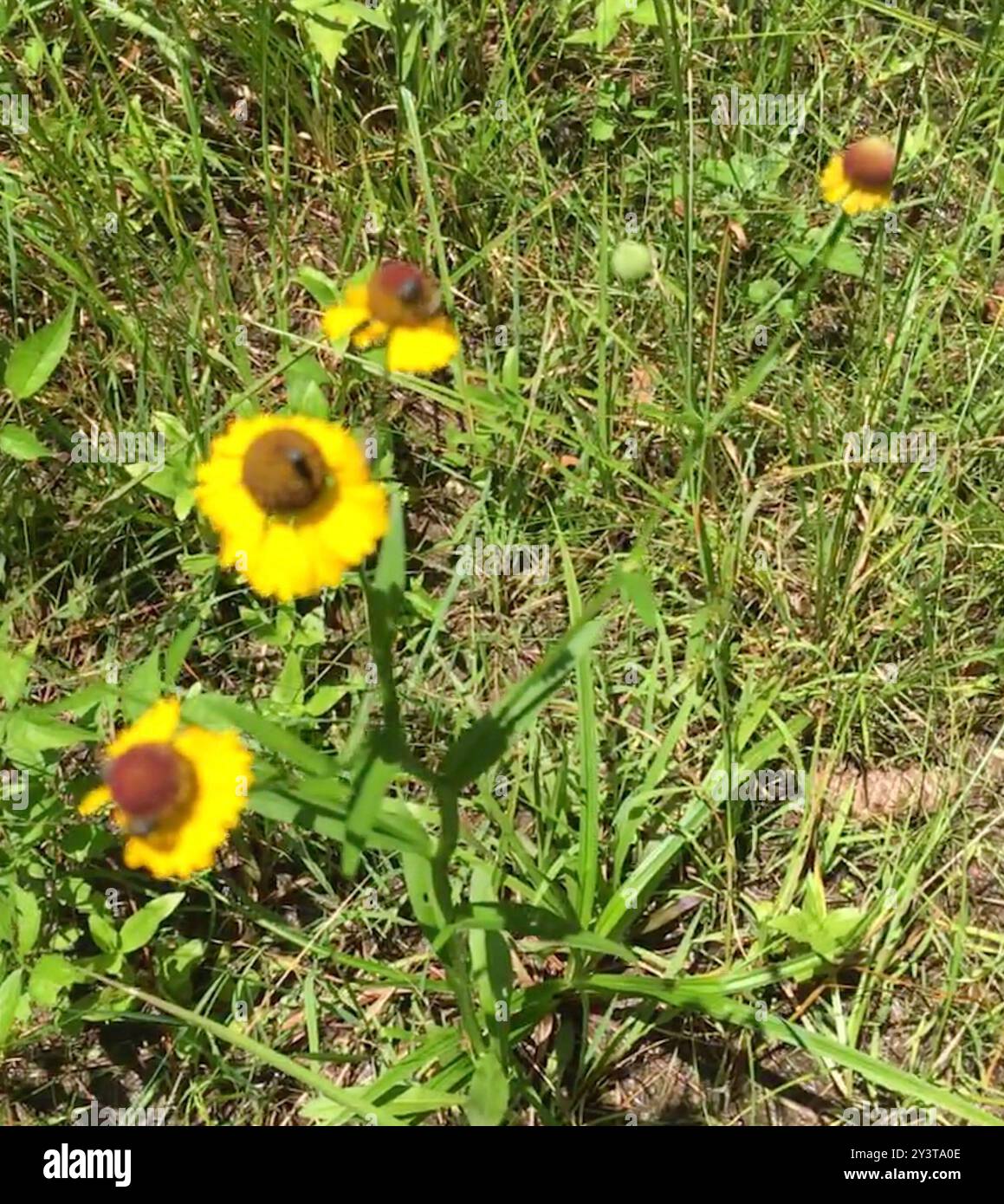 Southern Sneezeweed (Helenium flexuosum) Plantae Stock Photo - Alamy