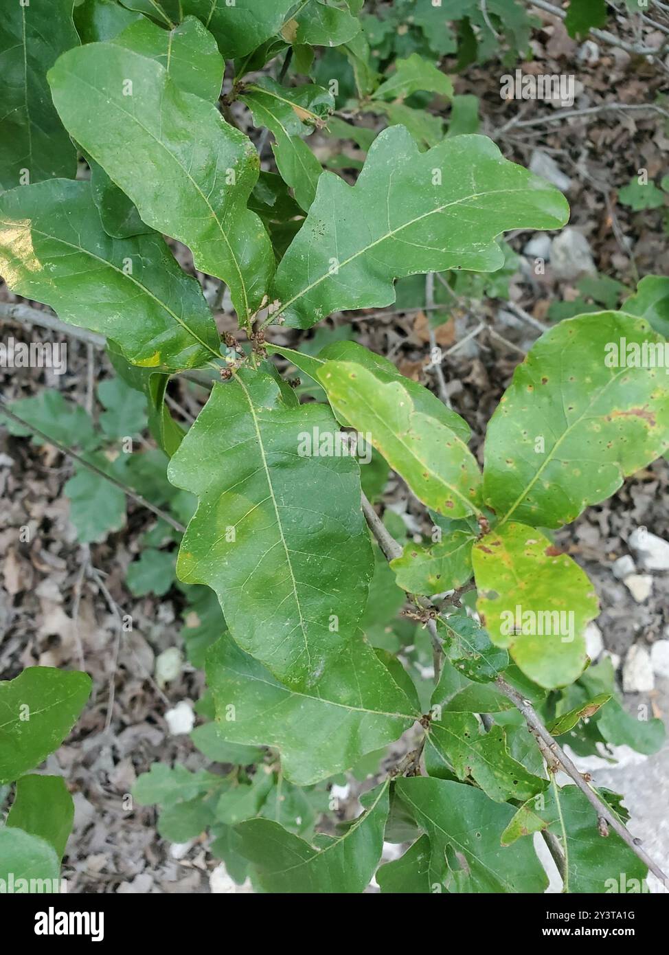 bastard oak (Quercus sinuata) Plantae Stock Photo - Alamy