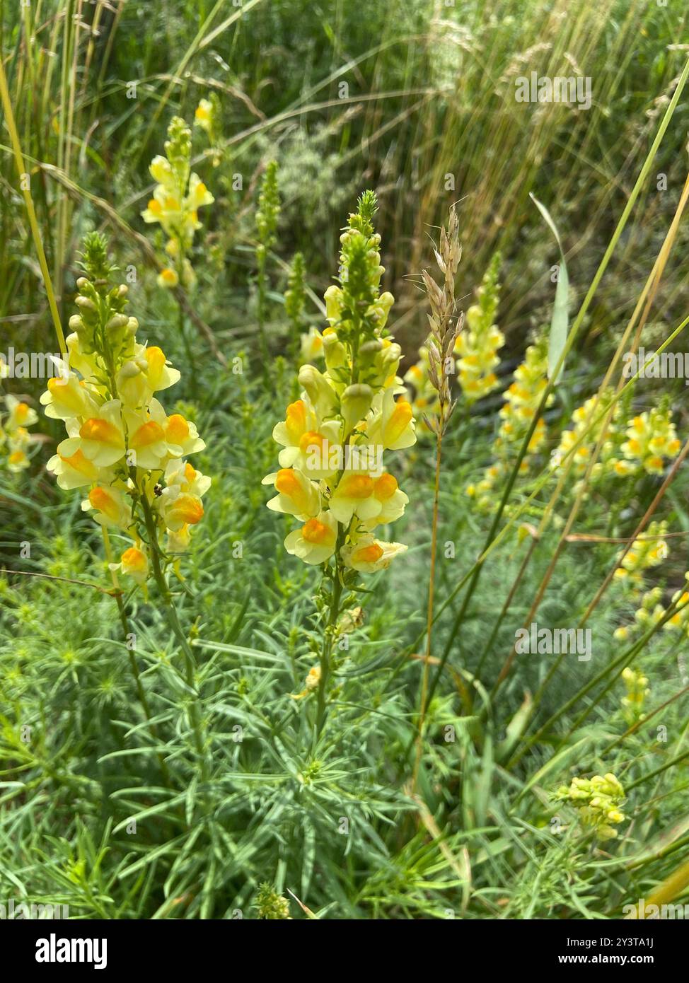 common toadflax (Linaria vulgaris) Plantae Stock Photo - Alamy